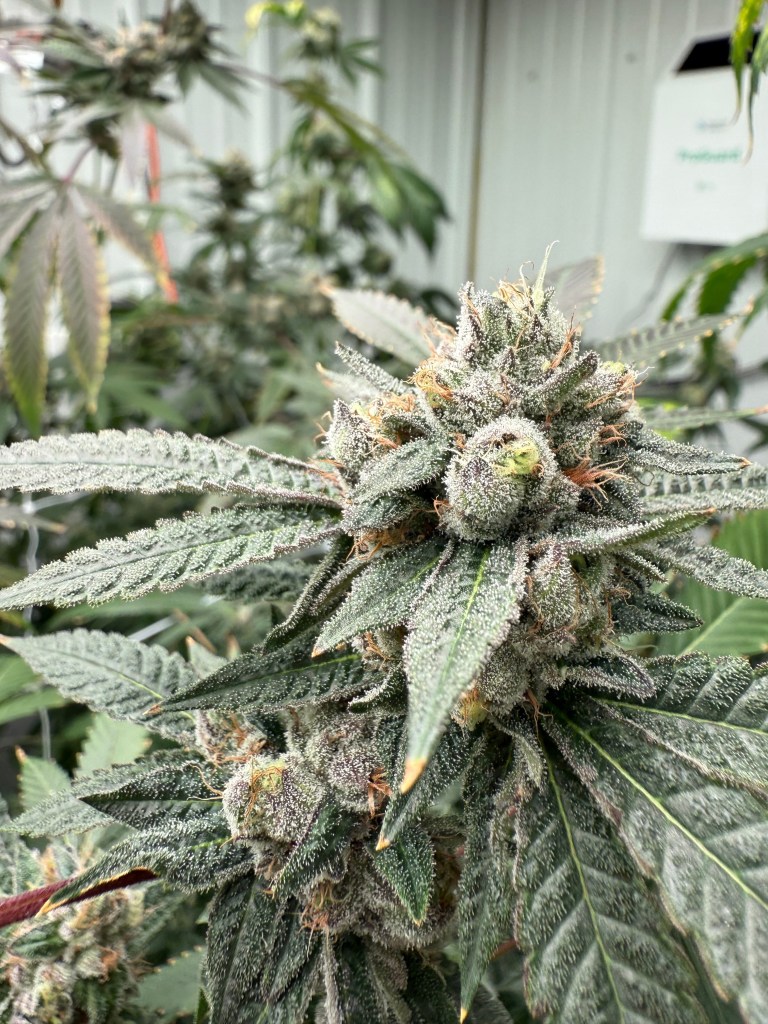 AFICIONADO CLONES – Aficionado Store